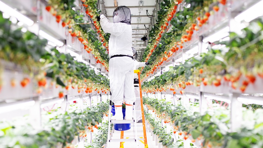 Oishii Farm、200億円の資金調達で米国に世界最大の次世代植物工場を建設 | 農業とITの未来メディア「SMART AGRI（スマートアグリ）」